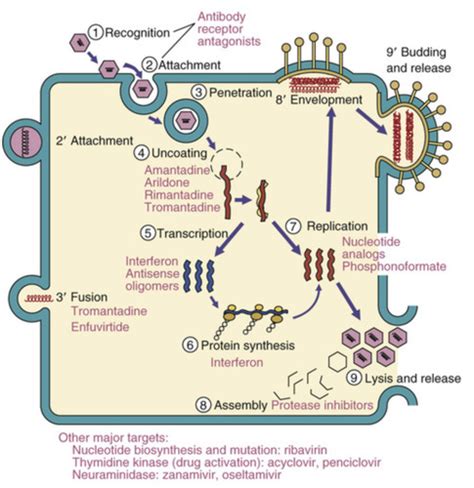Viral Classification Structure Replication Flashcards Quizlet