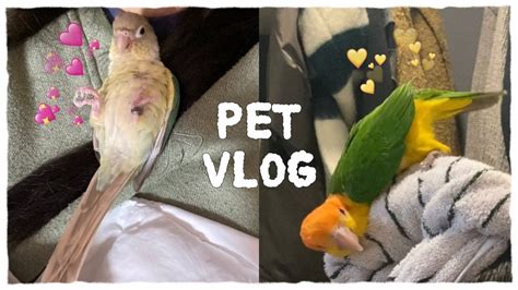 뒤집기 서핑 무한 반복 일상😝 Youtube