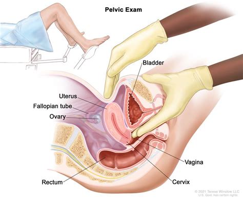 Endometrium Side View