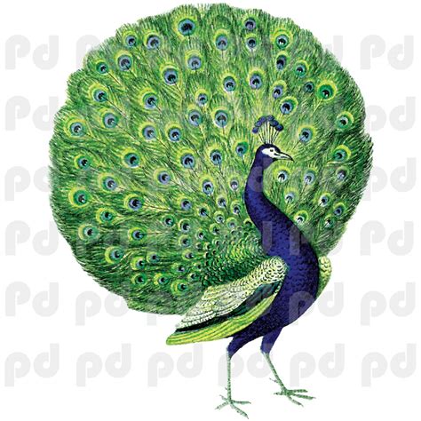 Peacock Wall Decal Mural Animal Adhesives Beautiful Bird Wall