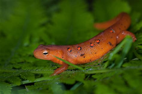 Eastern Newt Red Eft Stage Sean Crane Wildlife