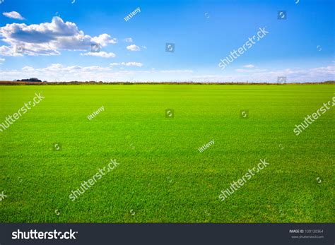 Green Grass Background