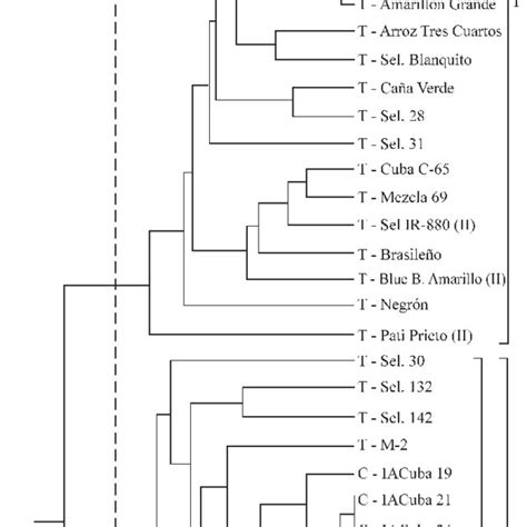Dendrogram Of Rice Varieties Obtained By Upgma Cluster Analysis Based