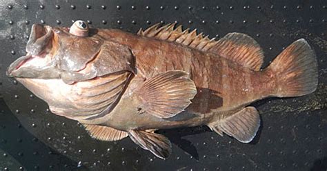 マハタモドキ 2015 08 26 WEB魚図鑑