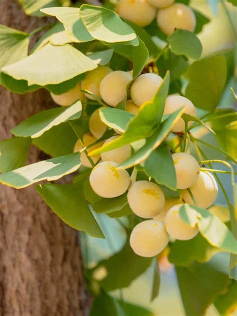 Ginko Nuts How To Find Process And Eat Tyrant Farms