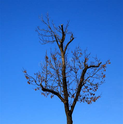 Tree Branches Against A Blue Sky Stock Image Image Of Blue Bright 141041475