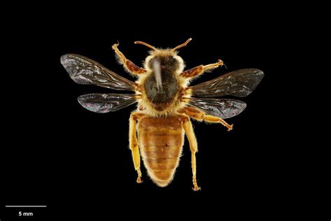 New Zealands Native Bees Quiet Lives Of Desperation Te Papas Blog