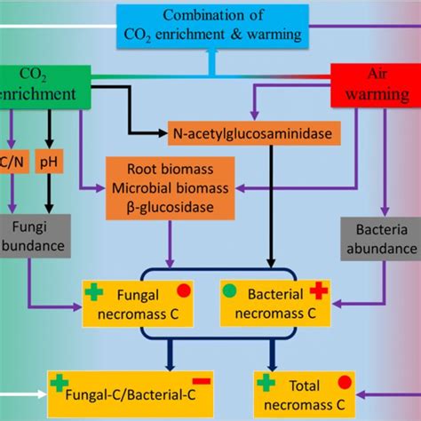 Pdf Long Term Elevated Co2 And Warming Enhance Microbial Necromass
