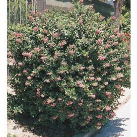 Escallonia Fradesii Flowering Shrubs Shrubs Bush Plant