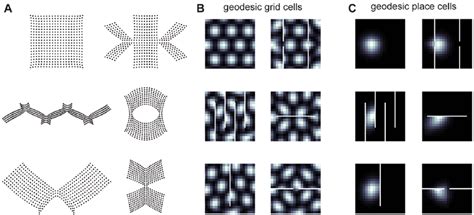 Example Geodesic Transformations Of Grid Cells And Place Cells A Download Scientific Diagram