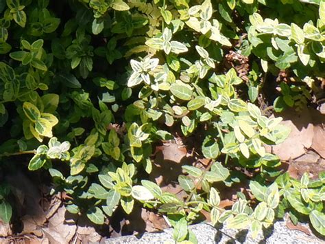 Euonymus Fortunei Leaf