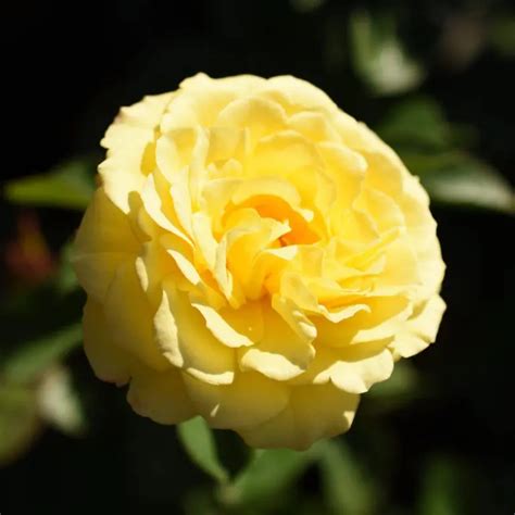 Home Otto And Sons Nursery