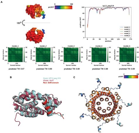 Structure Prediction Of Putative Host Lytic Proteins In Kp12 And Their