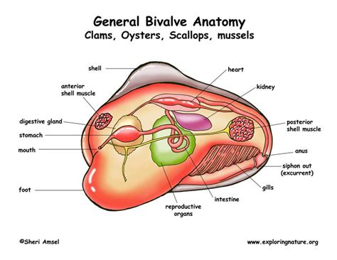 Bivalve Diagram Worksheet