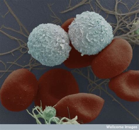 Blood Stem Cells The Pioneers Of Stem Cell Research Eurostemcell