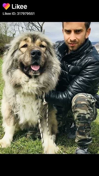 კავკასიური ნაგაზები Youtube