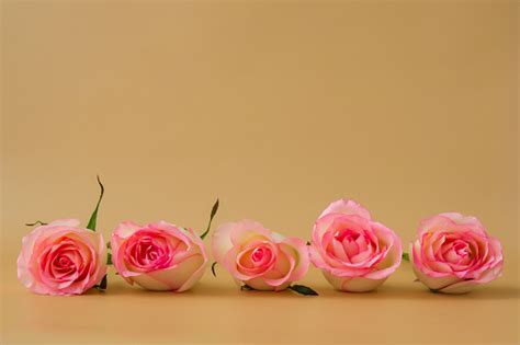 베이지 색 배경에 섬세한 핑크 장미 최소한의 트렌디 한 구성 추상미술 아이디어 로맨틱 한 파스텔 핑크 장미 꽃 현대미학 중립