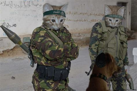 8 Brave Cats Who Served The Armed Forces