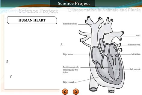 Respiration In Organism Class 7 Cbse Science Powerpoint Slides