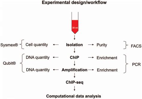 Experimental Design Workflow Diagram Shows The Experimental Design For Download Scientific