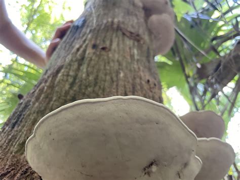 Thinking Ganoderma Zonatum On A Palm In Central Fl R Fungi