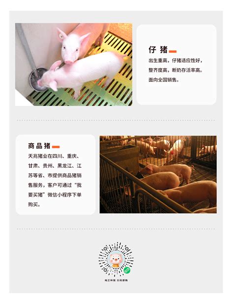 商品猪 仔猪 四川天兆猪业股份有限公司