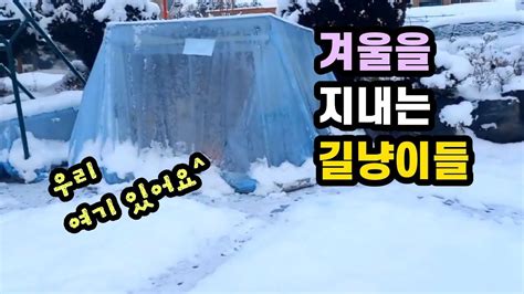 폭설 겨울 한파에 길 낭이들은 어디서 살까 Youtube