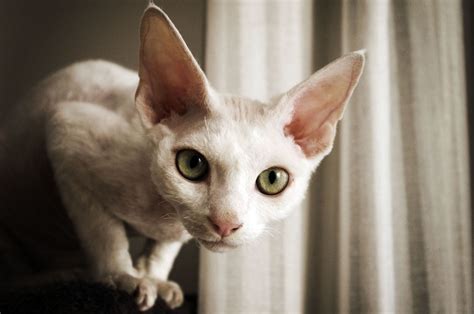 15 Top Cat Breeds With Big Eyes