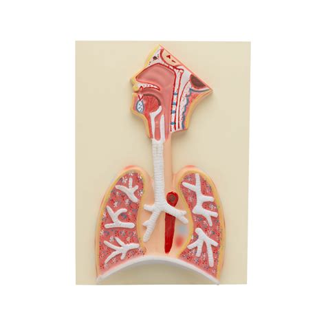 Human Respiratory System Model Scientific Lab Equipment Manufacturer