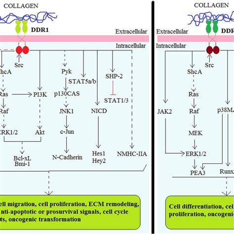 Pdf Ddr1 And Ddr2 A Review On Signaling Pathway And Small Molecule