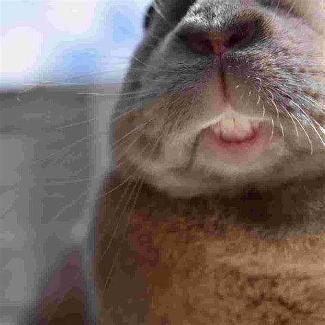 Understanding Rabbit Teeth Structure Growth And Common Dental Issues