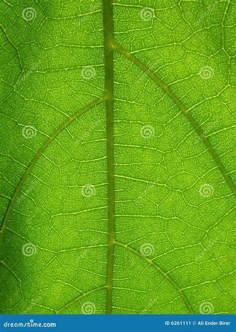 Microscopic Plant Leaf Stock Image Image Of Microscopic 6261111
