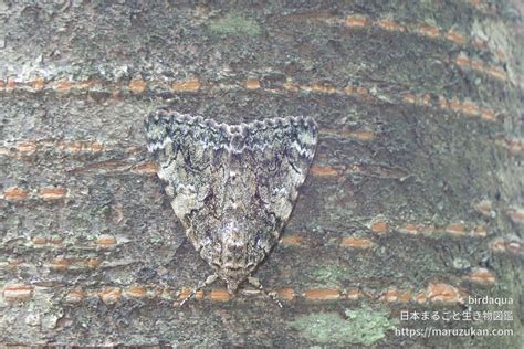 ヨトウガ 日本まるごと生き物図鑑