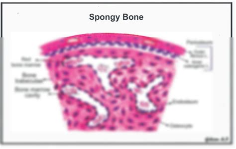 Solution Labelled Figures 106 Histo Explanation With Pictures Faculty Of Medicine Presentation