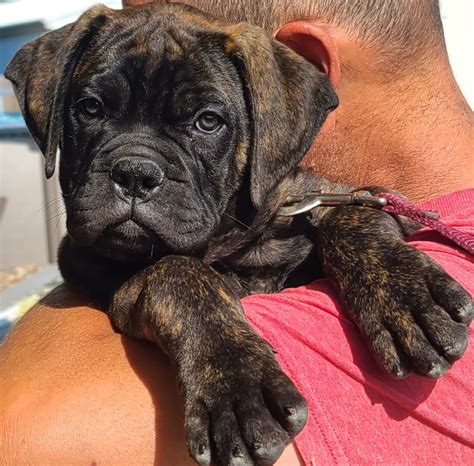Black Bull Mastiff Puppy