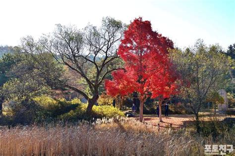 [포토친구] 빨간 단풍