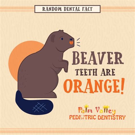 Fun Fact Beaver Teeth Are Orange Because Their Tooth Enamel Is