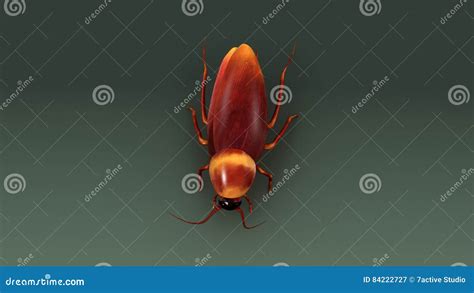 Cockroach Stock Illustration Illustration Of Species 84222727