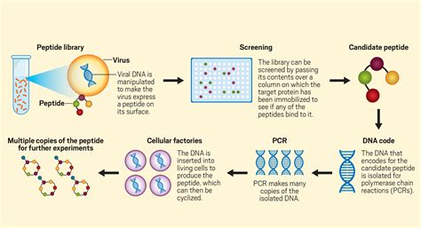 Macrocyclic Peptides Aiming For The Perfect Fit Canden Global Enterprise