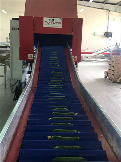 Линия сортировки продолговатых овощей производительностью 3 т ч Агро Инжиниринг современные