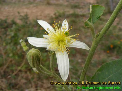 Medicinal Plants Grewia Optiva Dhanvanah Beul