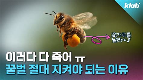 🐝 텅텅 비어가는 벌통1년에 140억 마리 이상 사라지고 있습니다 진짜 이러다 우리 다 죽어 ㅠㅜ ｜크랩 유료광고 포함 Youtube