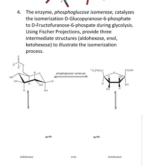 Solved 4 The Enzyme Phosphoglucose Isomerase Catalyzes