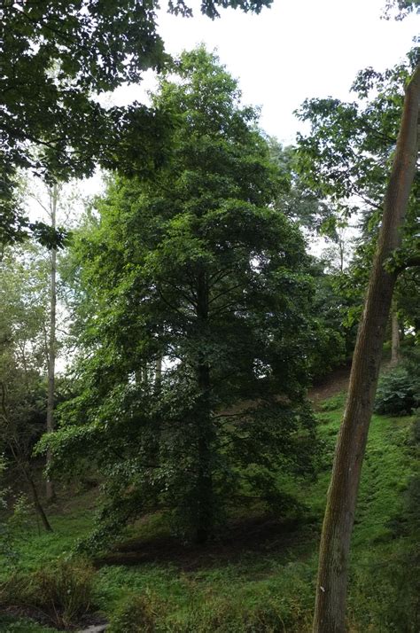 Alnus Glutinosa Trees And Shrubs Online