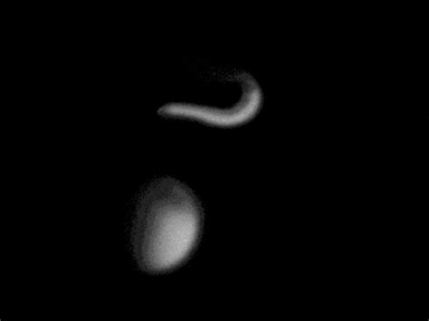 Space Worm Runnervingimages