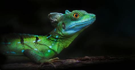 Common Basilisk Profile Reptile Craze Common Basilisk Profile Reptile Craze