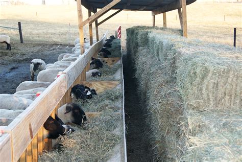 Parasite Prevention Premier1supplies Sheep Guide