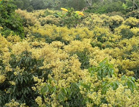 荔枝花的样子 荔枝花 荔枝花图片 第11页 大山谷图库