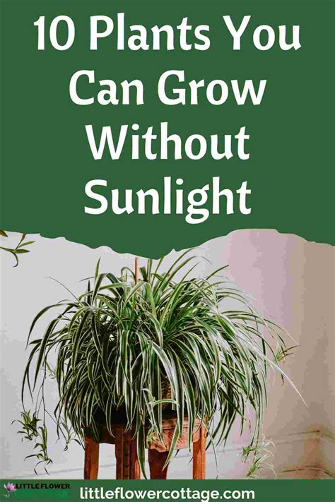 10 plants you can grow without sunlight little flower cottage