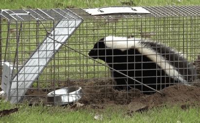 Best Skunk Trap In Year Expert Reviews